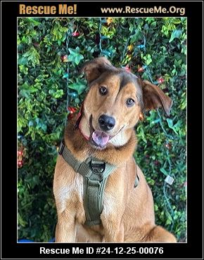 - California Rhodesian Ridgeback Rescue - ADOPTIONS - Rescue Me!