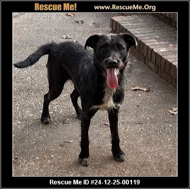 - Alabama Dog Rescue - ADOPTIONS - Rescue Me!