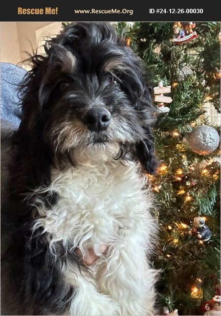 ADOPT 24122600030 ~ Cockapoo Rescue ~ Jackson, NJ