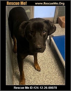 - Oklahoma Dog Rescue - ADOPTIONS - Rescue Me!