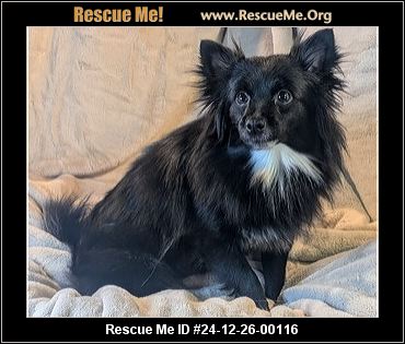 - Colorado Dog Rescue - ADOPTIONS - Rescue Me!