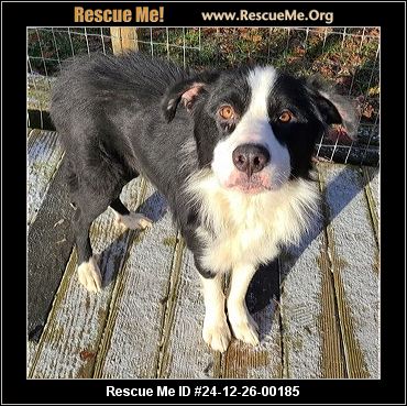 - Ohio Border Collie Rescue - ADOPTIONS - Rescue Me!