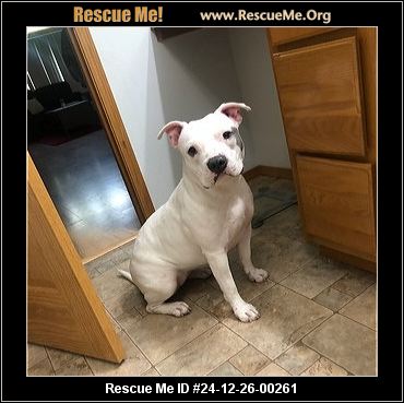 - California American Bulldog Rescue - ADOPTIONS - Rescue Me!