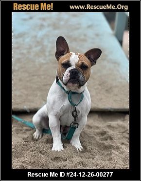 - California French Bulldog Rescue - ADOPTIONS - Rescue Me!