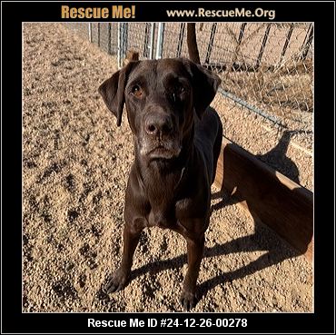 - Colorado Lab Rescue - ADOPTIONS - Rescue Me!