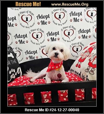 - Florida Maltese Rescue - ADOPTIONS - Rescue Me!