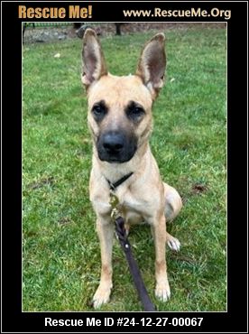 - Massachusetts Mutt Rescue - ADOPTIONS - Rescue Me!