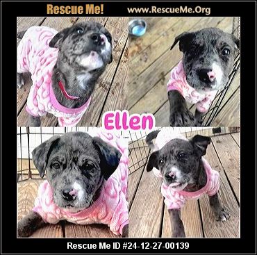 - New Jersey Lab Rescue - ADOPTIONS - Rescue Me!