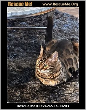 - Missouri Cat Rescue - ADOPTIONS - Rescue Me!