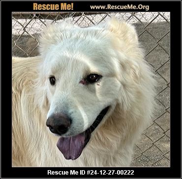 - New Mexico Dog Rescue - ADOPTIONS - Rescue Me!