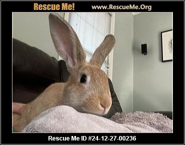 - Virginia Rabbit Rescue - ADOPTIONS - Rescue Me!