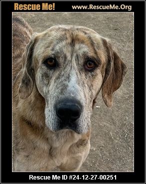 - New Mexico Dog Rescue - ADOPTIONS - Rescue Me!