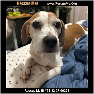 - New York Dog Rescue - ADOPTIONS - Rescue Me!