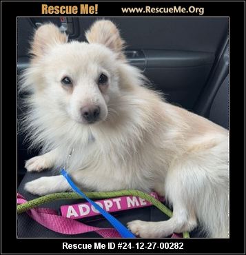 - New York Pomeranian Rescue - ADOPTIONS - Rescue Me!