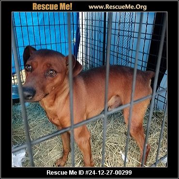 - Texas Miniature Pinscher Rescue - ADOPTIONS - Rescue Me!