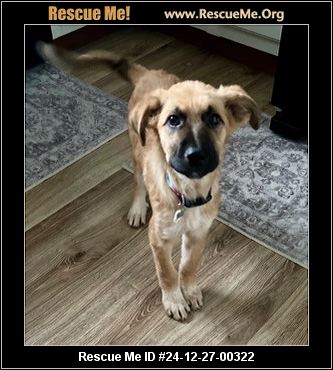 - Wisconsin Dog Rescue - ADOPTIONS - Rescue Me!