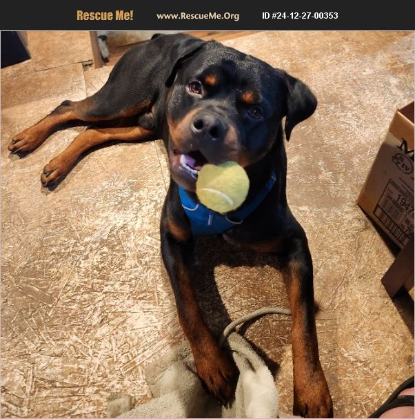 ADOPT 24122700353 ~ Rottweiler Rescue ~ Rainier, OR