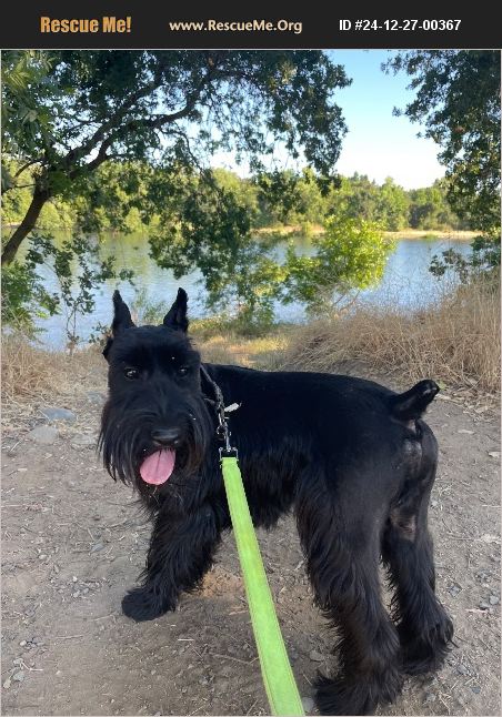 ADOPT 24122700367 ~ Schnauzer Rescue ~ Sacramento, CA