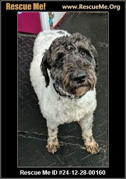 - Pennsylvania Poodle Rescue - ADOPTIONS - Rescue Me!