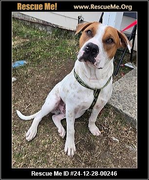 - South Carolina Dog Rescue - ADOPTIONS - Rescue Me!