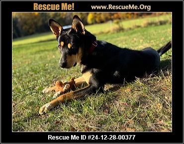 - Massachusetts Mutt Rescue - ADOPTIONS - Rescue Me!