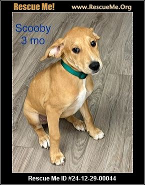 - Oklahoma Dog Rescue - ADOPTIONS - Rescue Me!