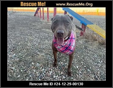 - Colorado Lab Rescue - ADOPTIONS - Rescue Me!