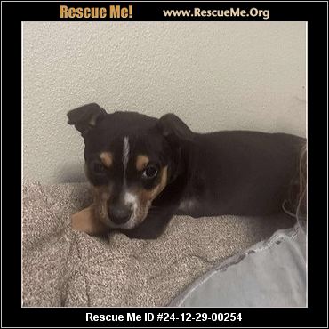 - New Jersey Dog Rescue - ADOPTIONS - Rescue Me!