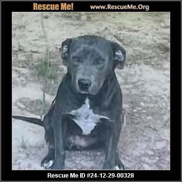 - North Carolina Pit Bull Rescue - ADOPTIONS - Rescue Me!
