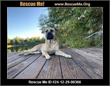 - Rhode Island Dog Rescue - ADOPTIONS - Rescue Me!