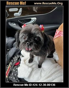 - North Carolina Maltese Rescue - ADOPTIONS - Rescue Me!