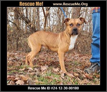 - Indiana Dog Rescue - ADOPTIONS - Rescue Me!