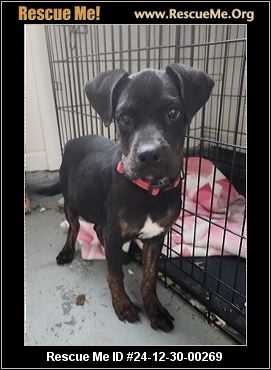 - New Jersey Dog Rescue - ADOPTIONS - Rescue Me!