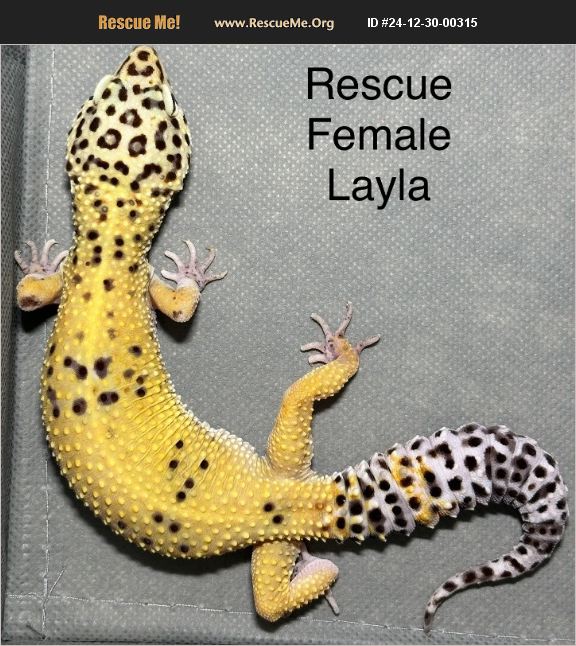ADOPT 24123000315 ~ Reptile/Amphibian Rescue ~ Naugatuck, CT
