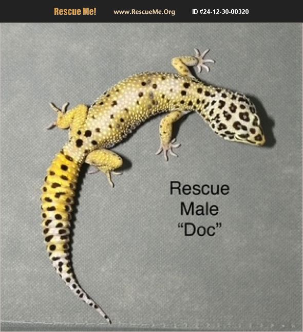 ADOPT 24123000320 ~ Reptile/Amphibian Rescue ~ Naugatuck, CT