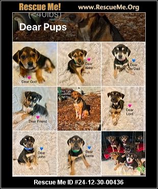 - Delaware Dog Rescue - ADOPTIONS - Rescue Me!