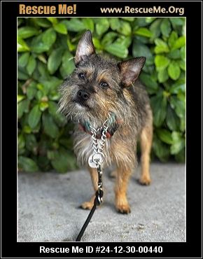 - California Border Terrier Rescue - ADOPTIONS - Rescue Me!