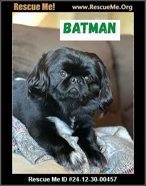 - California Pekingese Rescue - ADOPTIONS - Rescue Me!