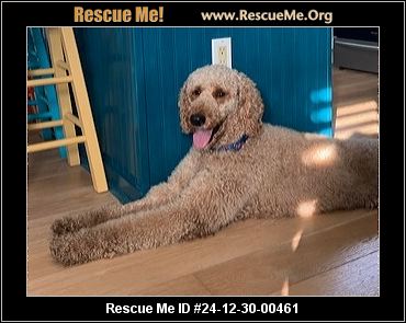 - Florida Poodle Rescue - ADOPTIONS - Rescue Me!