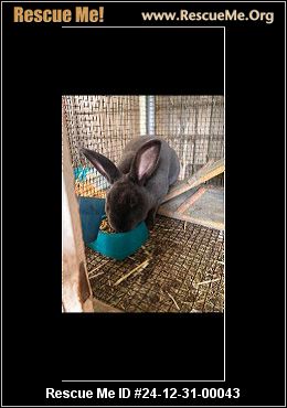 - Texas Rabbit Rescue - ADOPTIONS - Rescue Me!