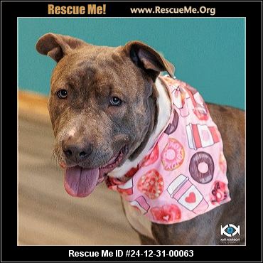 - Ohio Pit Bull Rescue - ADOPTIONS - Rescue Me!