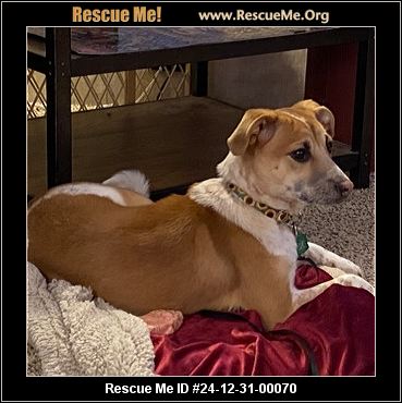 - Oklahoma Beagle Rescue - ADOPTIONS - Rescue Me!