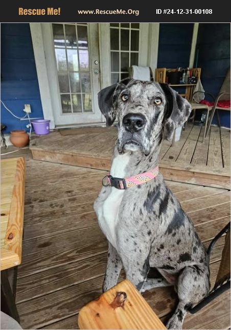 ADOPT 24123100108 ~ Great Dane Rescue ~ Texas