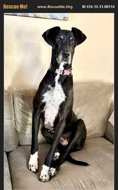ADOPT 24123100114 ~ Great Dane Rescue ~ Texas