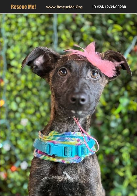 ADOPT 24123100288 ~ German Pinscher Rescue ~ Carlsbad, CA