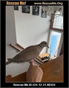 - Washington Pet Bird Rescue - ADOPTIONS - Rescue Me!