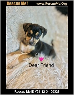 - Delaware Dog Rescue - ADOPTIONS - Rescue Me!