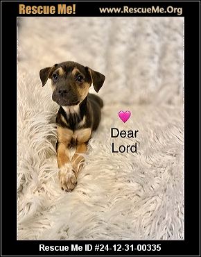 - Delaware Dog Rescue - ADOPTIONS - Rescue Me!