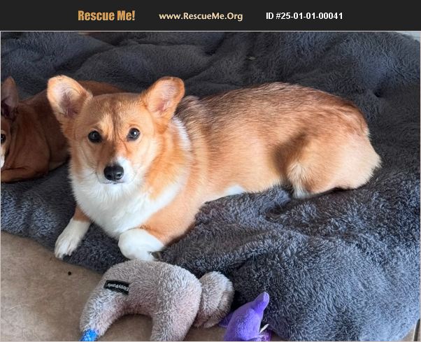 ADOPT 25010100041 ~ Corgi Rescue ~ Tucson, AZ