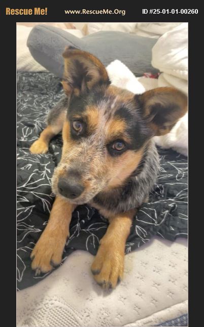 ADOPT 25010100260 ~ Australian Cattle Dog Rescue ~ Bernalillo County, NM